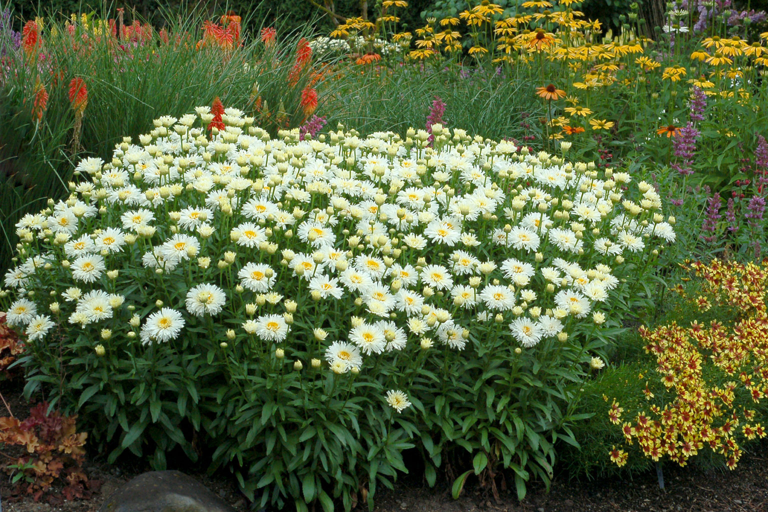 Coconut Shasta Daisy - W. & E. Radtke