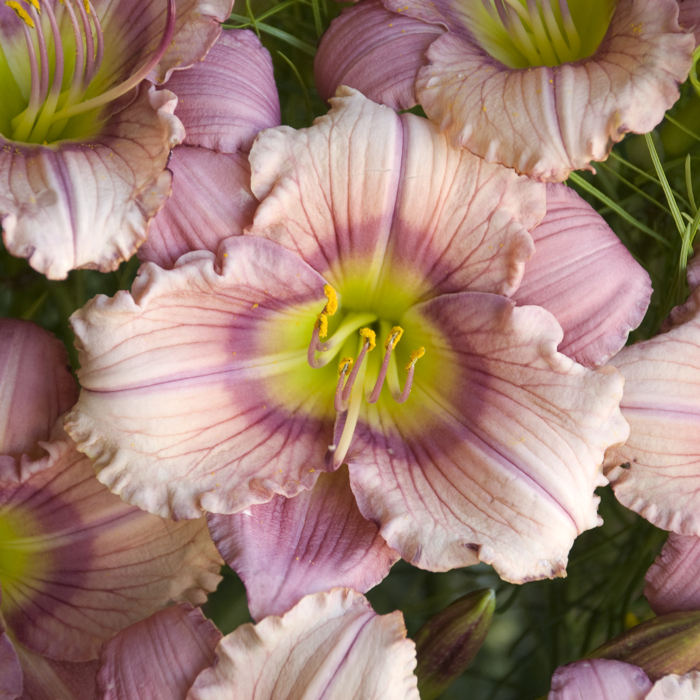Stephanie Returns Daylily - W. & E. Radtke