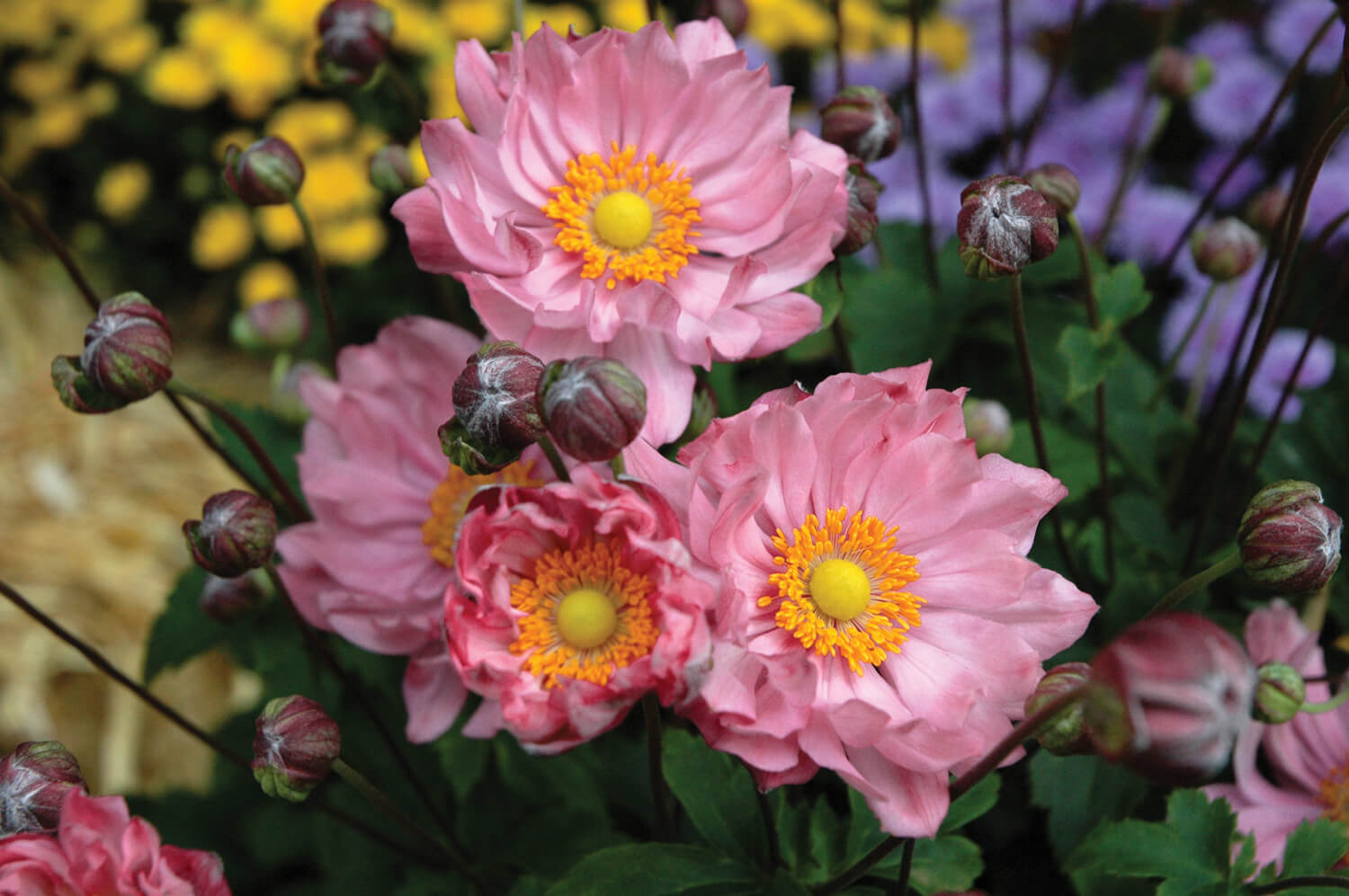 Pretty Lady Emily Anemone - W. & E. Radtke