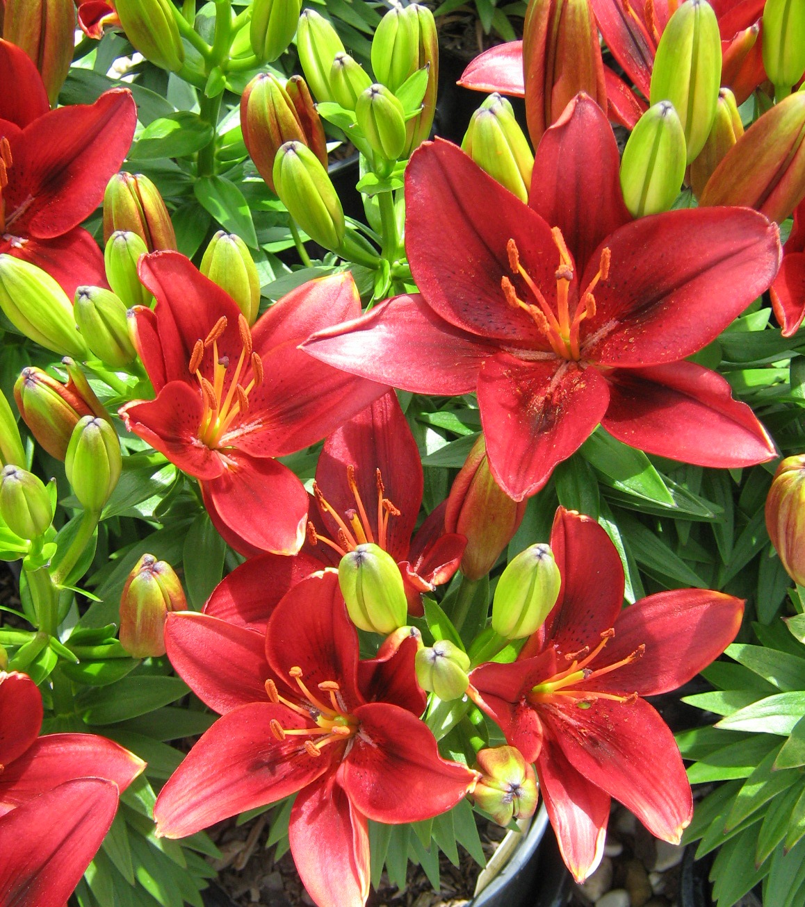 Tiny Rocket Lily - W. & E. Radtke