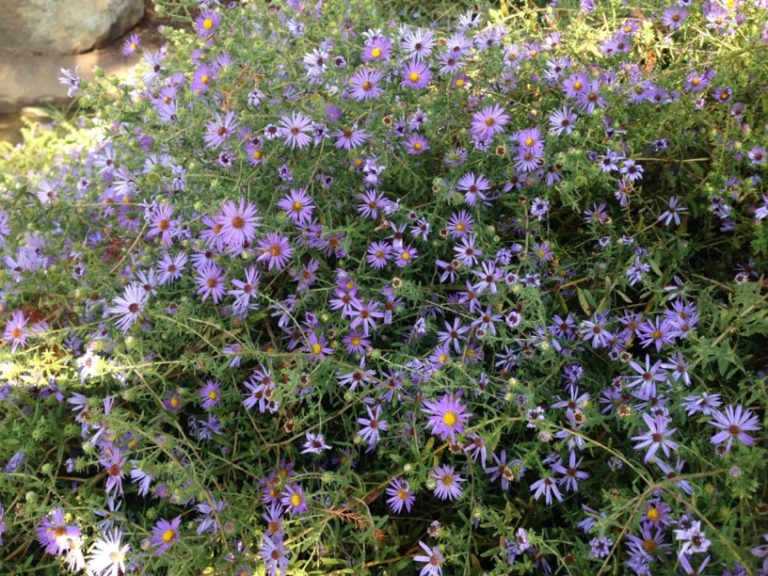 Wisconsin Wholesale Plant Nursery | Wholesale Garden Plants Milwaukee