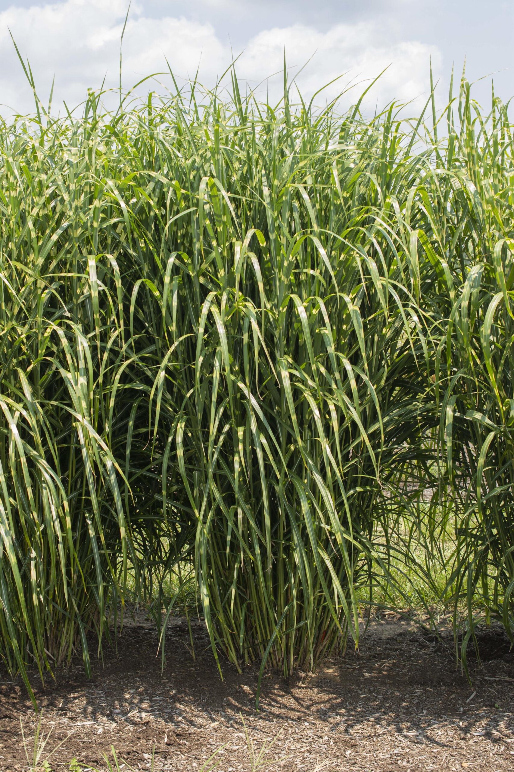 High Frequency Silver Grass - W. & E. Radtke