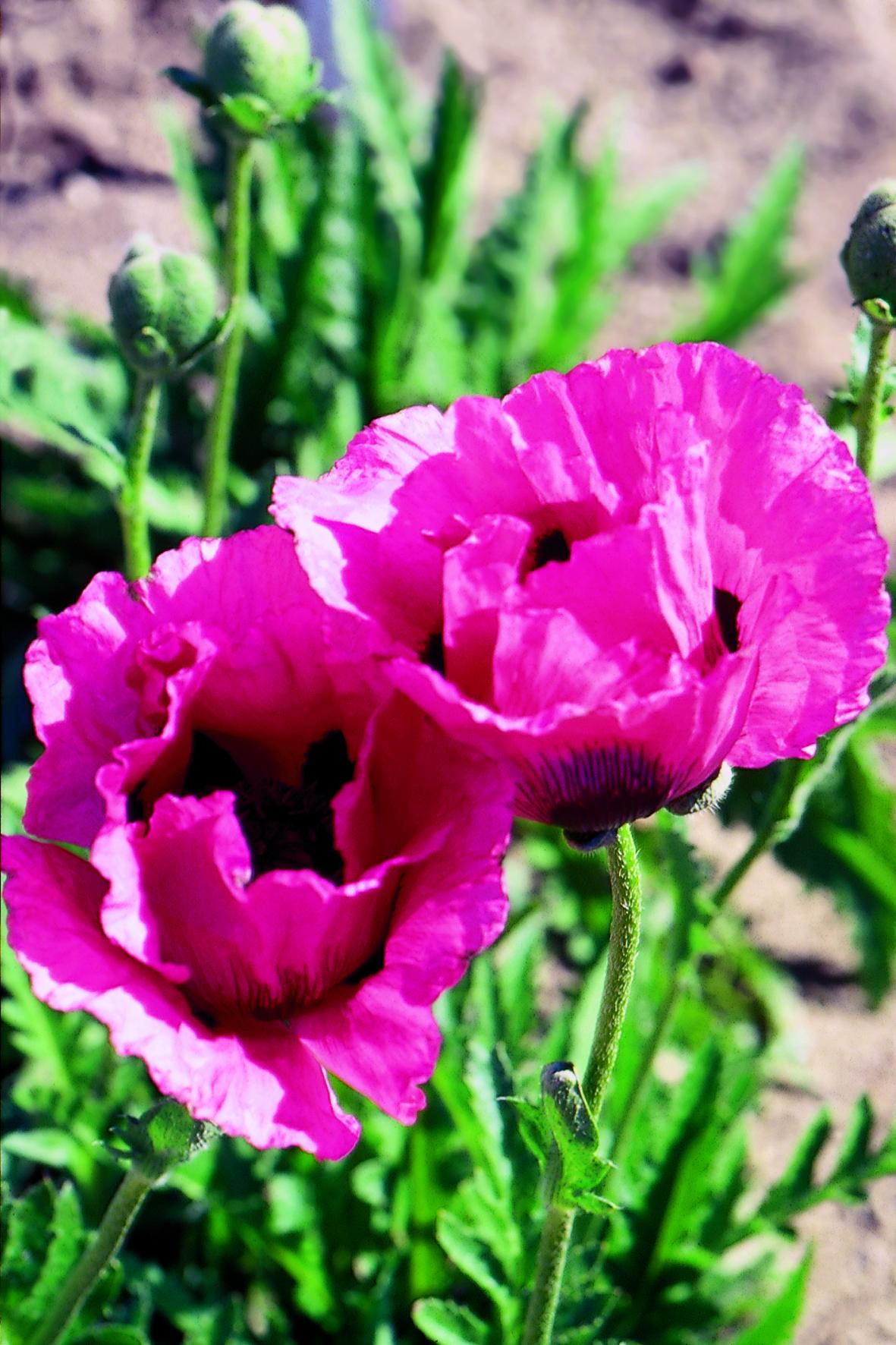 Raspberry Queen Poppy - W. & E. Radtke