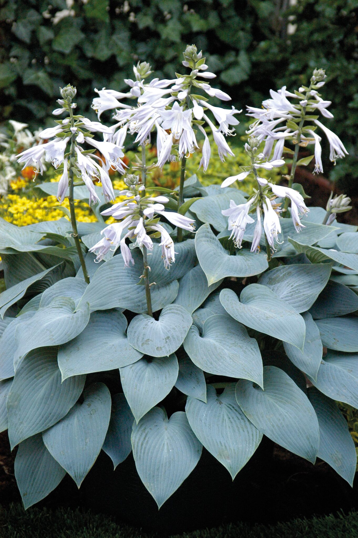 Bulletproof Hosta - W. & E. Radtke