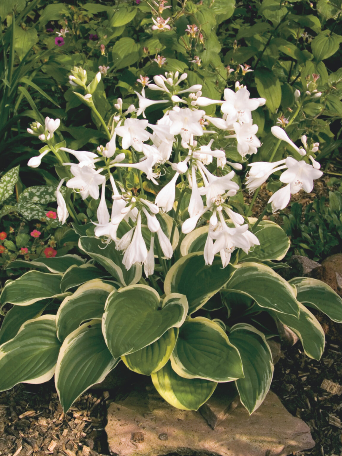 Diana Remembered Hosta - W. & E. Radtke