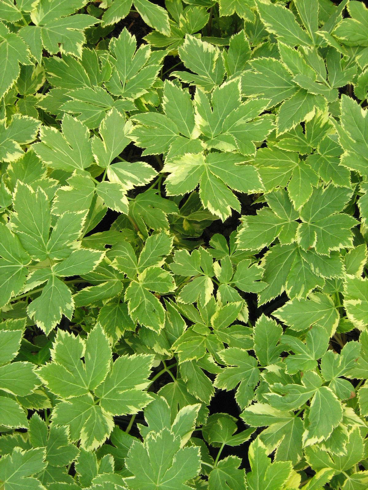 Daphnis Variegated Masterwort - W. & E. Radtke